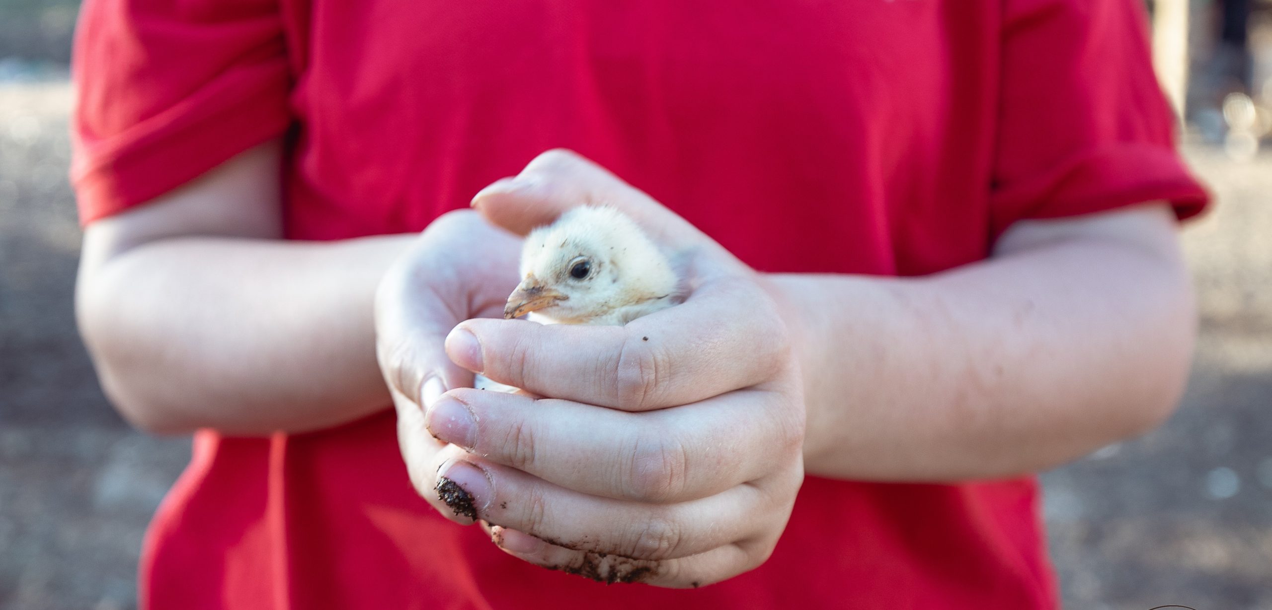 Myrtle Atividades Educativas – Find The Joy In Learning